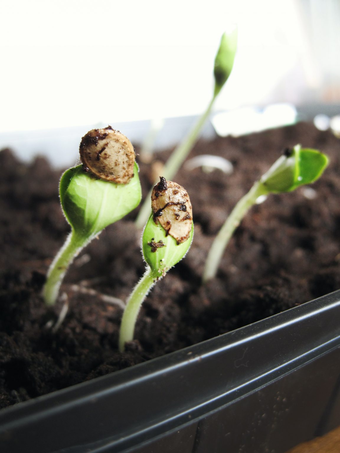 What is Hybrid Seed ?Top reasons to use Hybrid Seed
